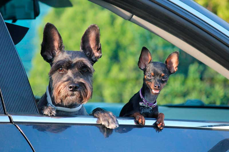 Cómo llevar al perro en el coche - Planeta Perro