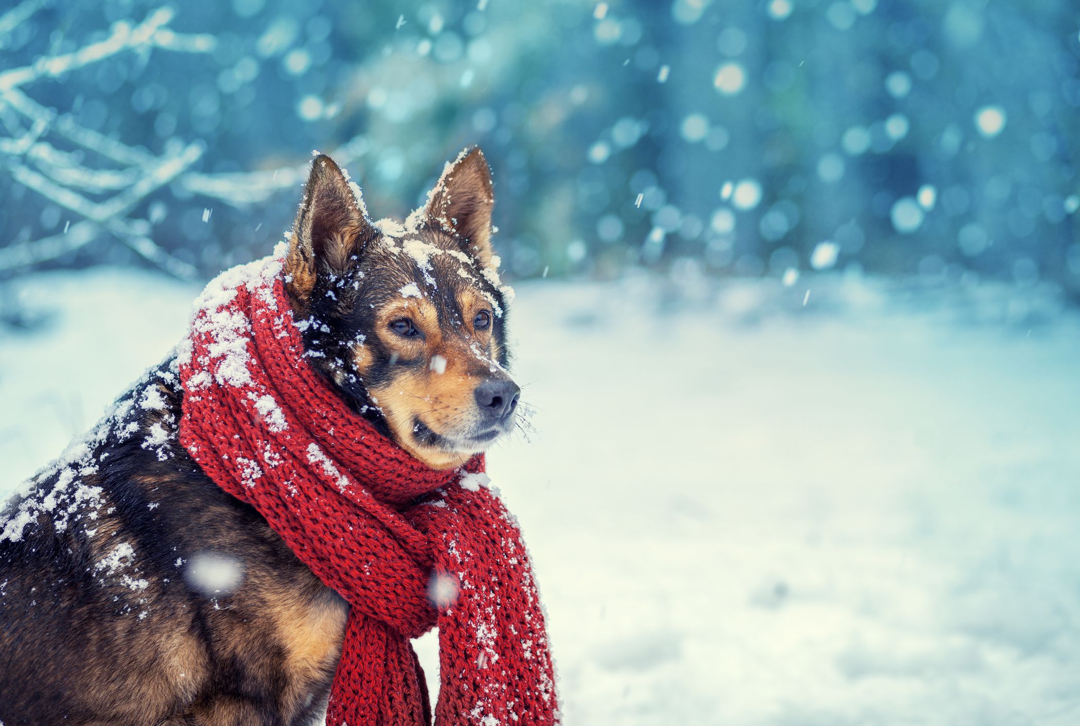 ¿Cómo saber si mi perro tiene frío? - Planeta Perro