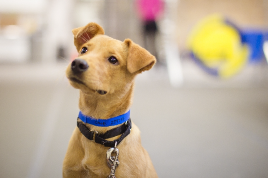 ¿Es verdad que los perros tienen un sexto sentido?