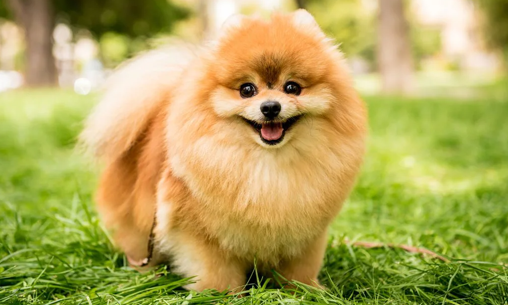 Pomerania: Características, comportamiento, cuidados y salud